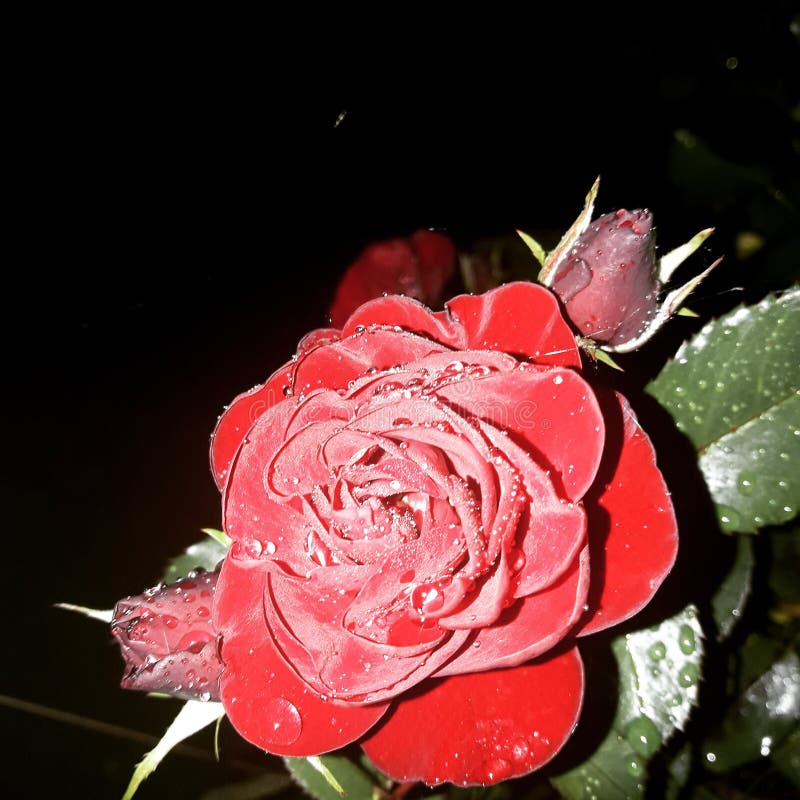 Rouse stock photo. Image of nice, beautiful, rouse, flower - 130203182