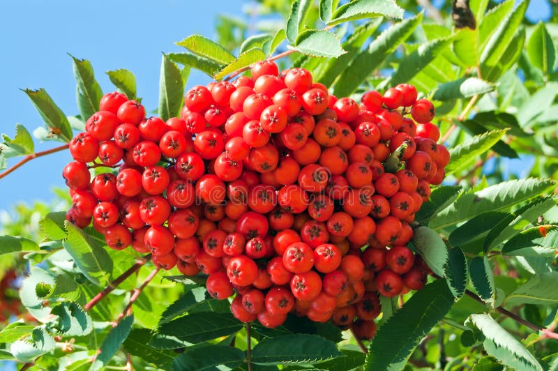 Red rowan berries stock image. Image of branch, ripe - 59864163