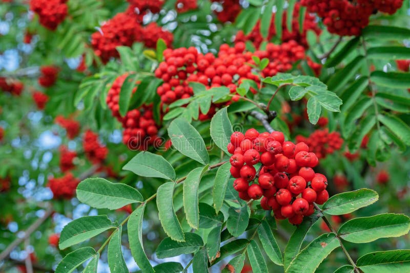 Red Rowan Berries. Clusters of Red Rowan Berries Stock Photo - Image of ...