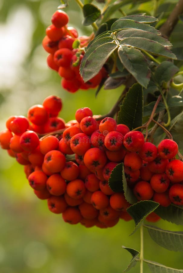 Red rowan stock image. Image of branch, bunch, ripe, rowanberry - 33827939
