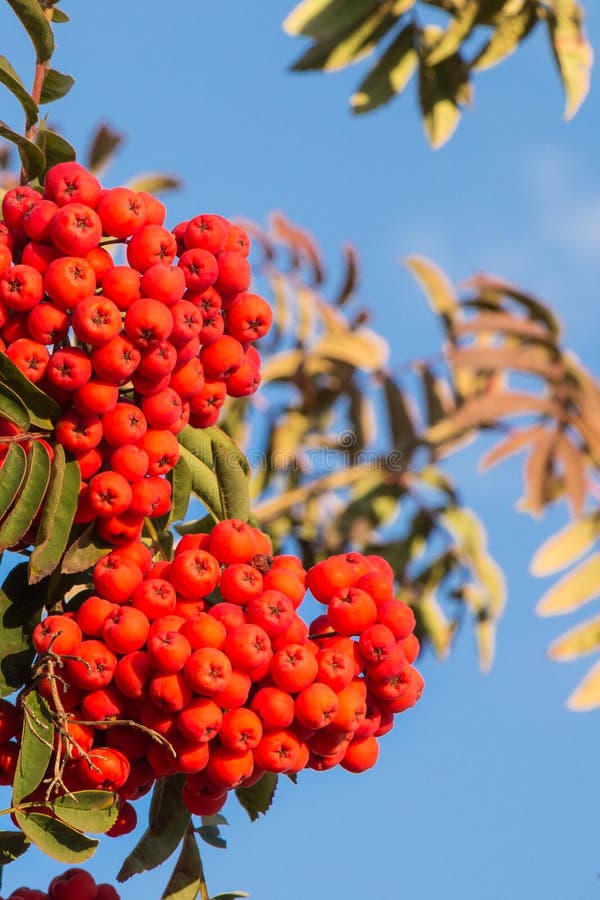 Red rowan stock image. Image of natural, branch, colorful - 34068107