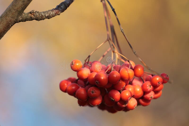 Red Rowan Berries on a Tree Branch Stock Photo - Image of michael ...