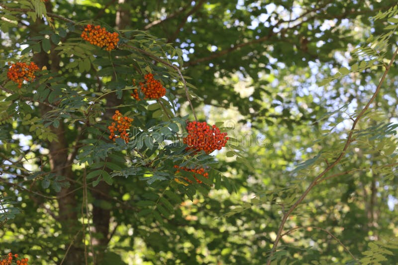 Red Rowan Berries on the Rowan Tree Branches Stock Photo - Image of ...