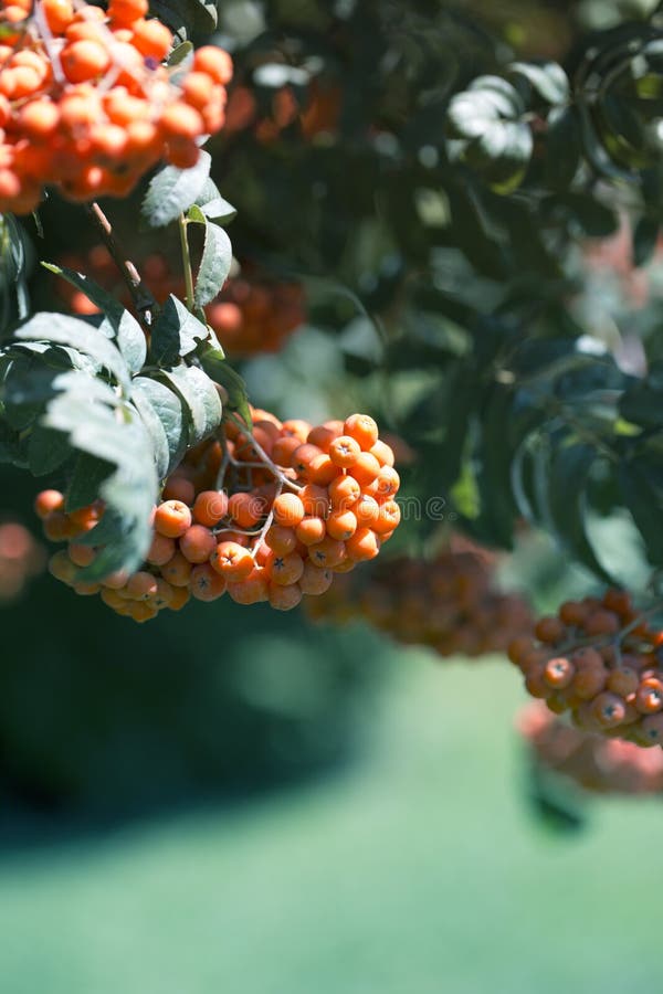 Red rowan berries tree. stock photo. Image of green - 123921082