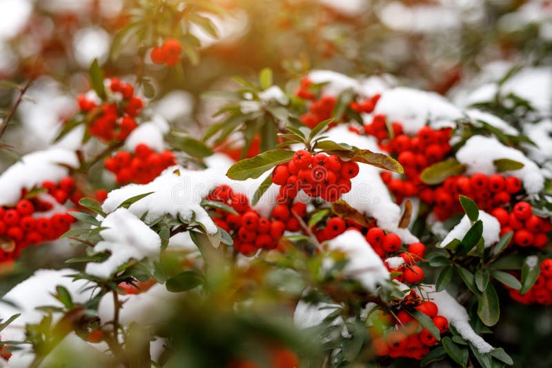 Red Rowan Berry Covered by Snow. Stock Image - Image of covered, garden ...