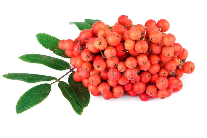 Red Rowan Berry with Leaves on White Stock Photo - Image of berry, shot ...