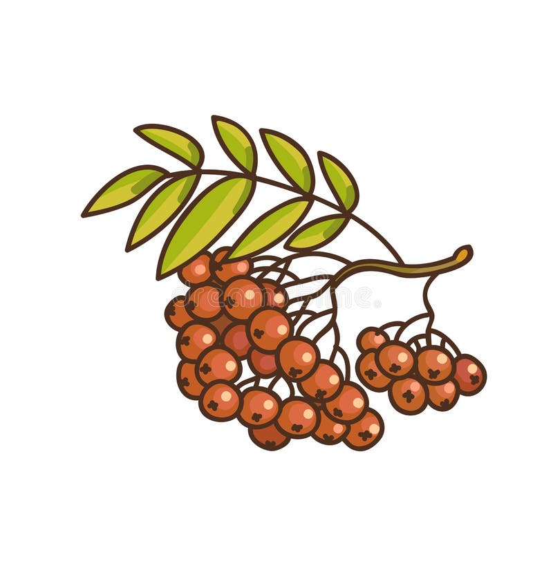 Red Rowan Cartoon Drawing. Vector Illustration Stock Vector ...