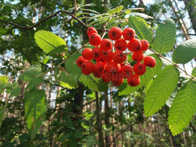 Red rowan stock photo. Image of forest, plant, nature - 143291130