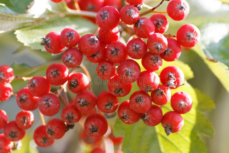 Red rowan stock image. Image of plant, flower, summer - 60381365
