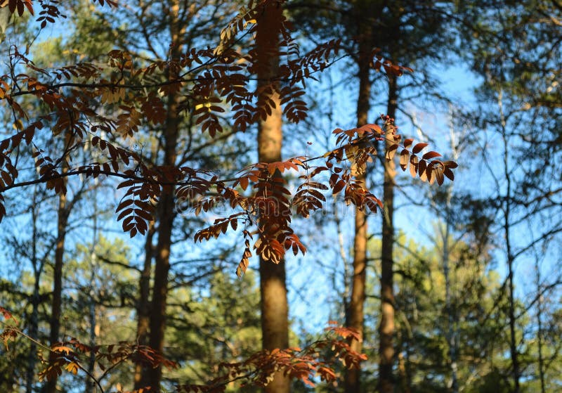 Red Rowan Leaves are Illuminated by Sunlight in the Forest Thicket ...