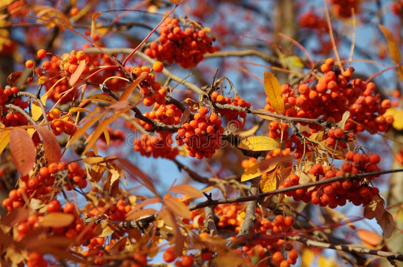 Red rowan stock photo. Image of rowan, fruit, foliage - 131970836