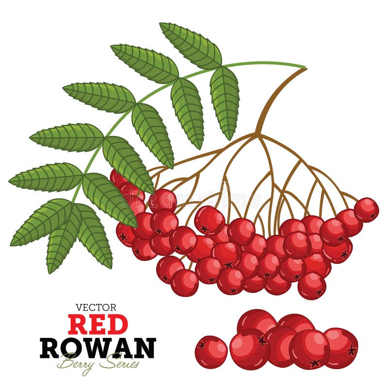 Rowan Set, Vector. stock vector. Illustration of fruit - 65222370