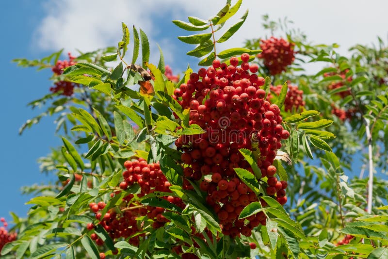 Red Rowan Berries on a Tree. Autumn Landscape Stock Image - Image of ...