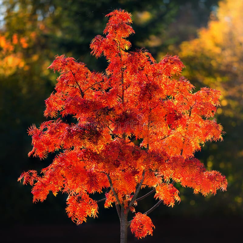 Red Rowan Tree during Autumn Stock Photo - Image of rowantree, fall ...