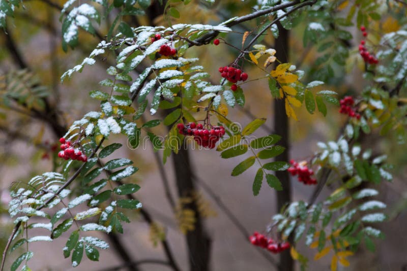 Red Rowan Tree in Autumn after the First Snow Stock Image - Image of ...