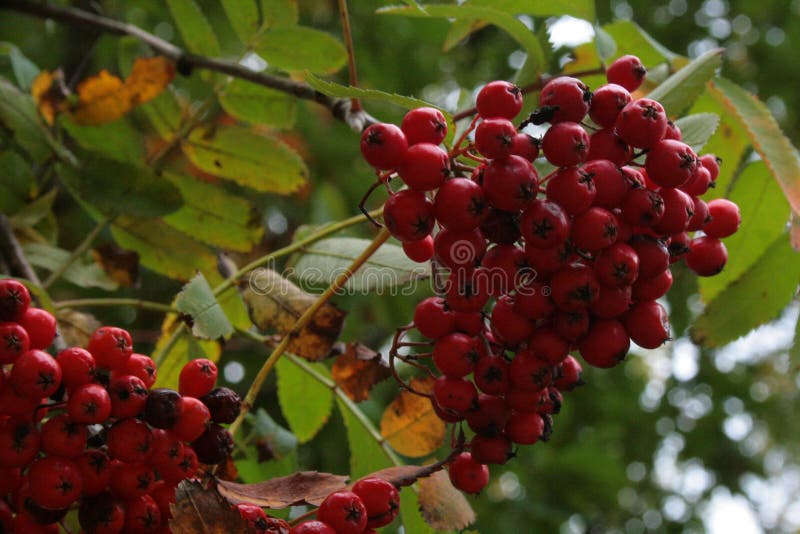 Red Rowan Tree Berries in the Autumn Stock Image - Image of autumn ...