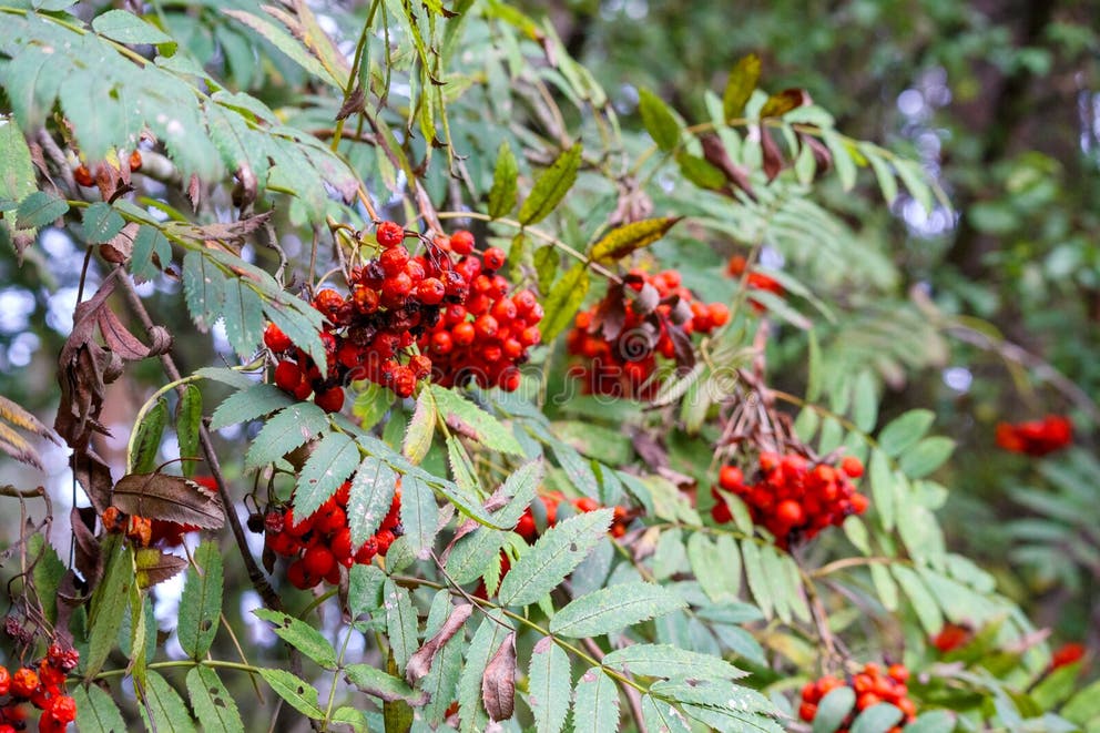 .red Rowan Tree Berries on a Branch Stock Image - Image of closeup ...