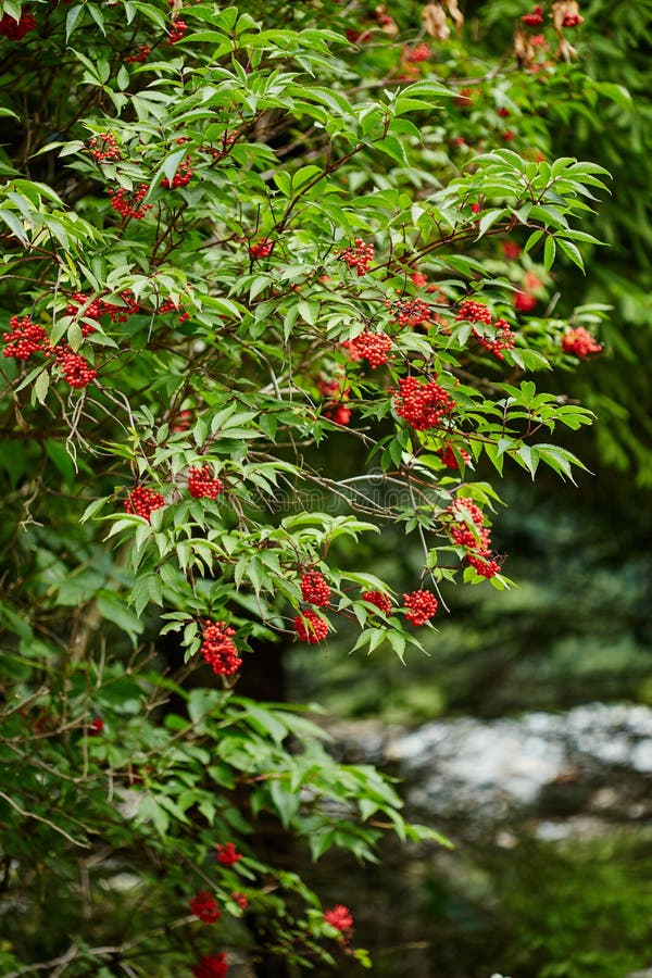 Red Rowan Tree Berries on Branches Stock Photo - Image of twigs, forest ...