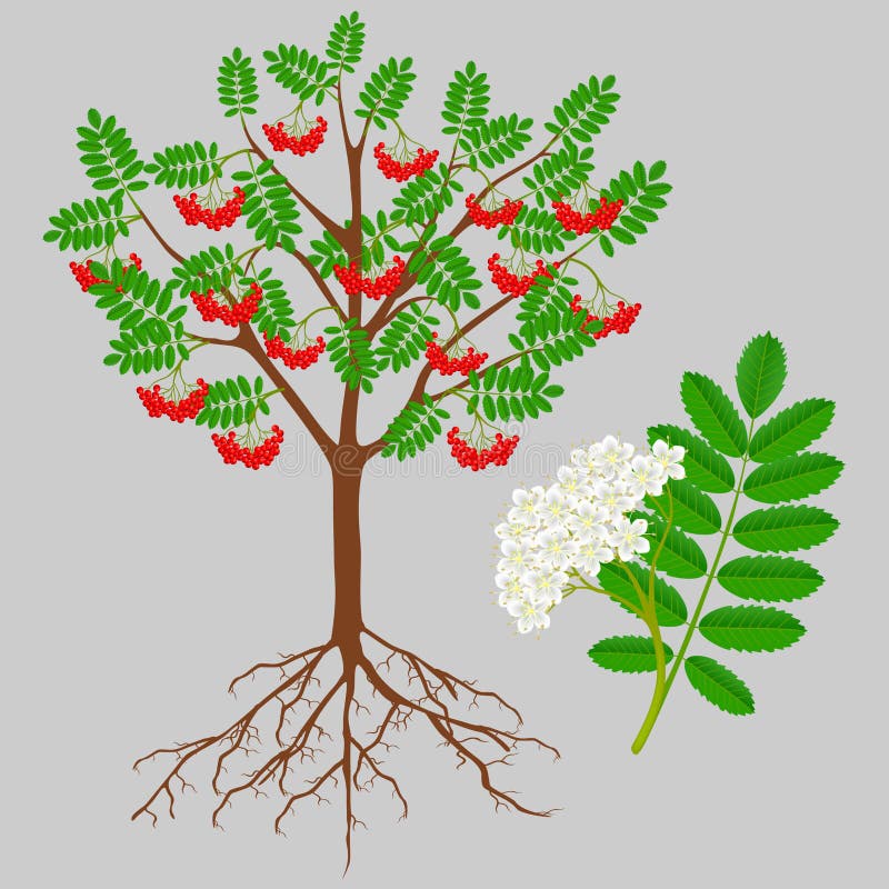 Red Rowan Tree with Berries and Flower, Design Element. Stock Vector ...