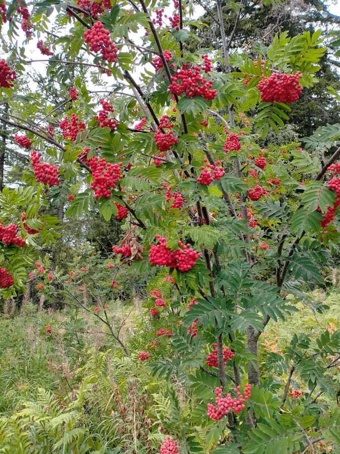 Red rowan tree stock image. Image of sorbus, blossom - 270385183