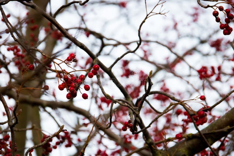 Red Rowan Tree Hanging on a Tree Stock Image - Image of berry, outdoor ...