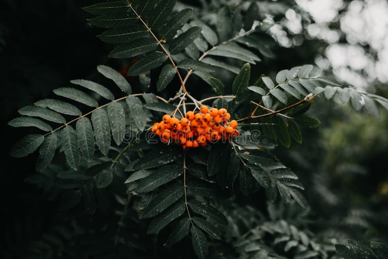 Red Rowan on Tree Outdoors. Close-up, Low Key, Dark Green Tone Stock ...