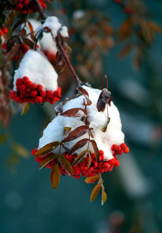 Red Rowan tree in the snow stock photo. Image of macro - 81682680