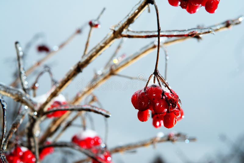Red Rowan Tree in Winter Forest Stock Photo - Image of seed, food: 37708018