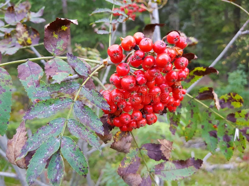 Rowanberries stock photo. Image of fruit, buffaloberries - 99161978