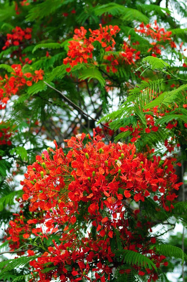Red Royal Poinciana tree stock image. Image of summer - 25313717