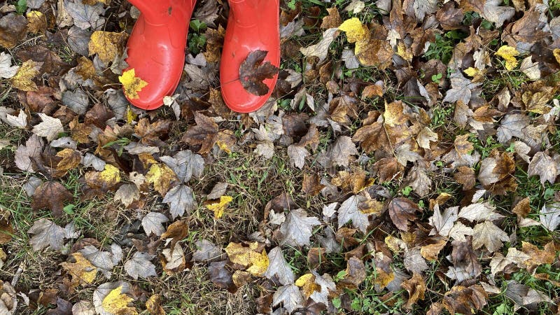 Red Rubber Boots in the Fall Leaves Open Text Space. Stock Image ...
