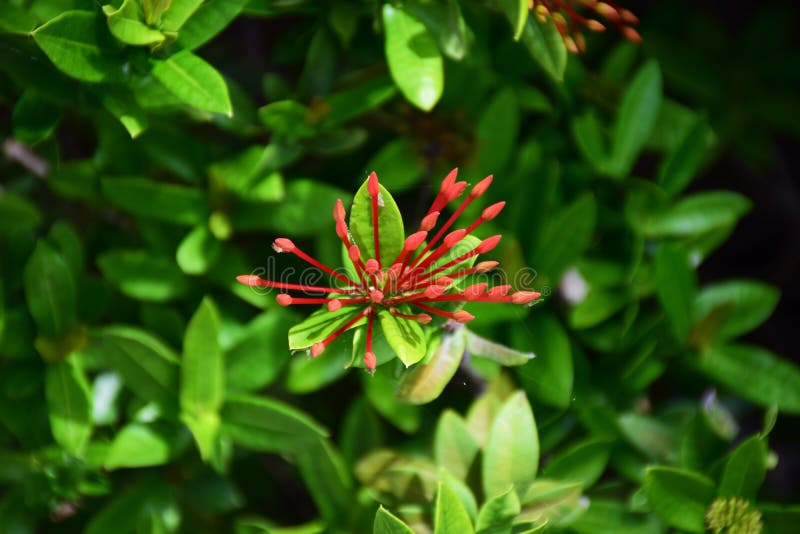 Red Rubiaceae flower. stock image. Image of decoration - 75116953