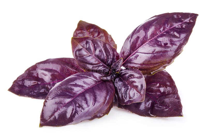 Red Rubin Basil Herb Leaves Isolated Stock Image - Image of botanical ...