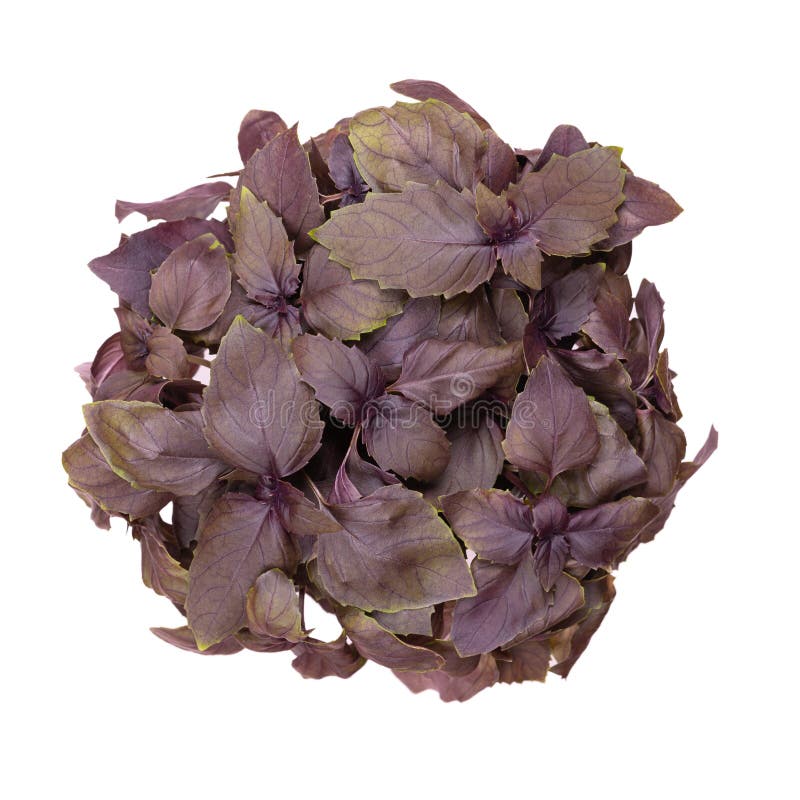 Red Rubin Basil, Ocimum Basilicum Purpurascens, Isolated from Above ...