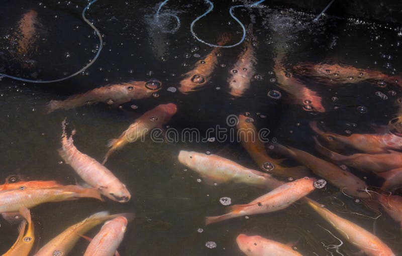 Red ruby fish stock photo. Image of food, agriculture - 100482846