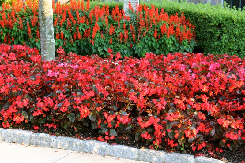 Red Ruby Flowers stock image. Image of flowers, flowerbed - 44107301