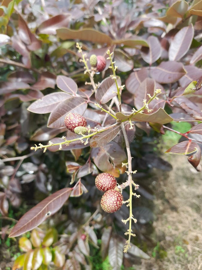 Red Ruby Longan Fruit, is a Type of Longan that is Rare, Unique, and ...