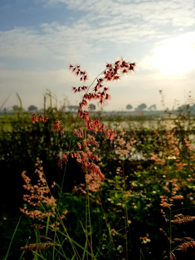 Red Ruby Wild Flower on Random Fields Stock Image - Image of sunlight ...