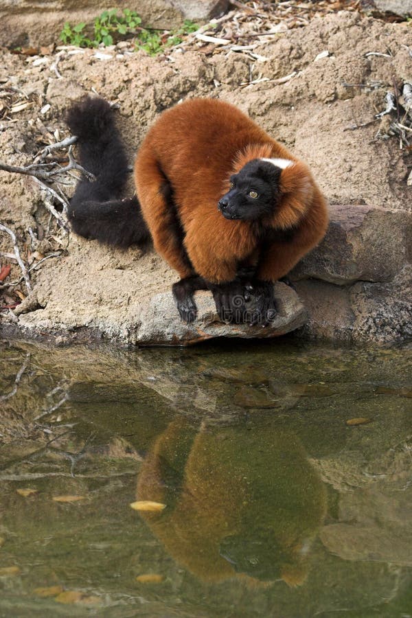 Red Ruffed Lemur stock image. Image of wildlife, animals - 1287331