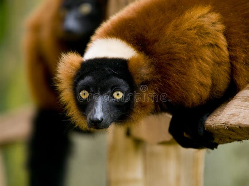 Red ruffed lemur stock photo. Image of vari, animals - 20125152