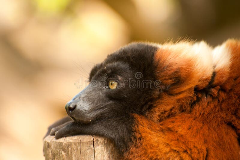 Red ruffed lemur stock photo. Image of vari, animals - 20125152