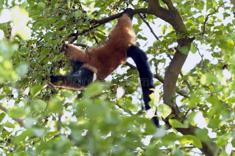 Red ruffed lemur stock image. Image of ruffed, single - 26046781