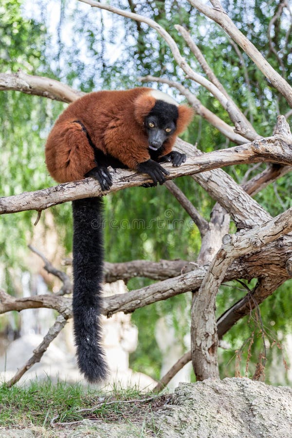 Red Ruffed Lemur stock photo. Image of animal, prosimian - 26996478