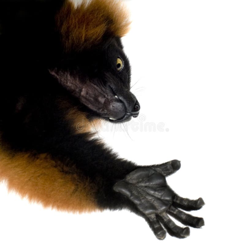 Red Ruffed Lemur stock image. Image of lemur, rubra, primate - 3346385