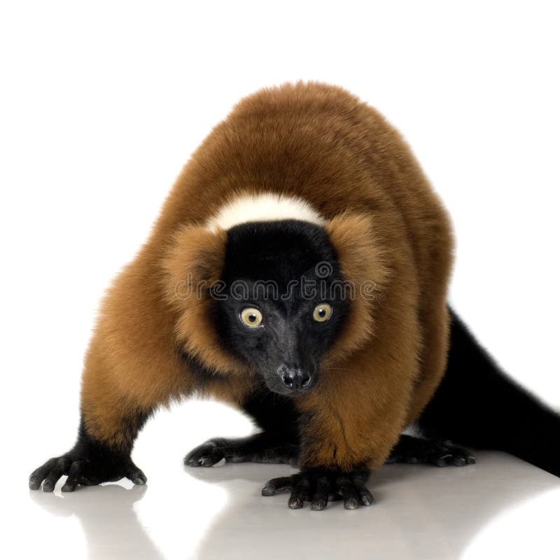 Red Ruffed Lemur, Lemur Variegatus Rubra, Adult Hopping Across Open ...
