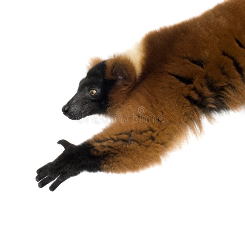 Red Ruffed Lemur stock image. Image of lemur, rubra, primate - 3346385