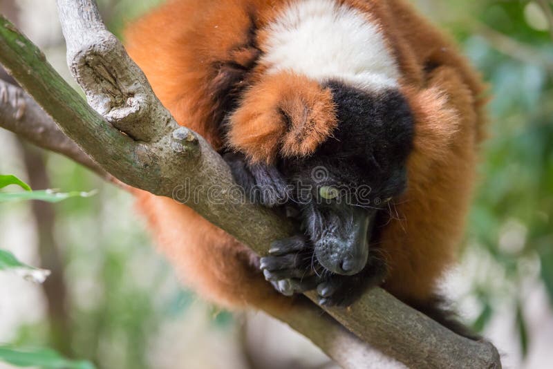 Red ruffed lemur stock photo. Image of black, travel - 37754688