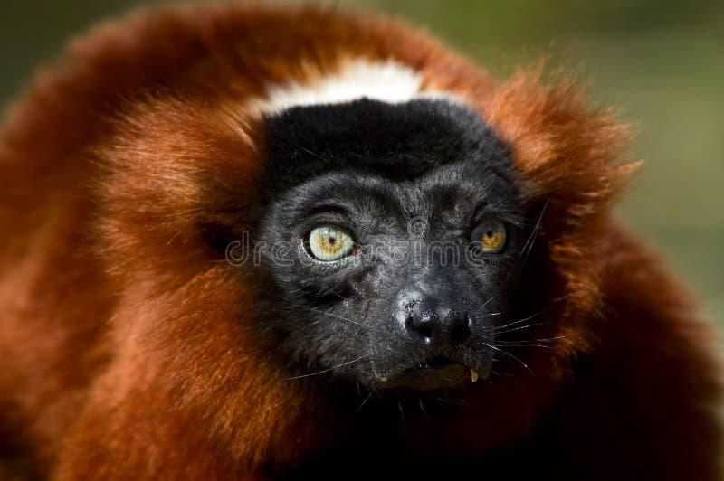 Red ruffed lemur stock image. Image of exotic, rainforest - 20124845