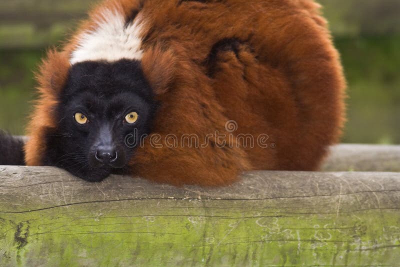 Red Ruffed Lemur stock image. Image of varecia, endangered - 5913943