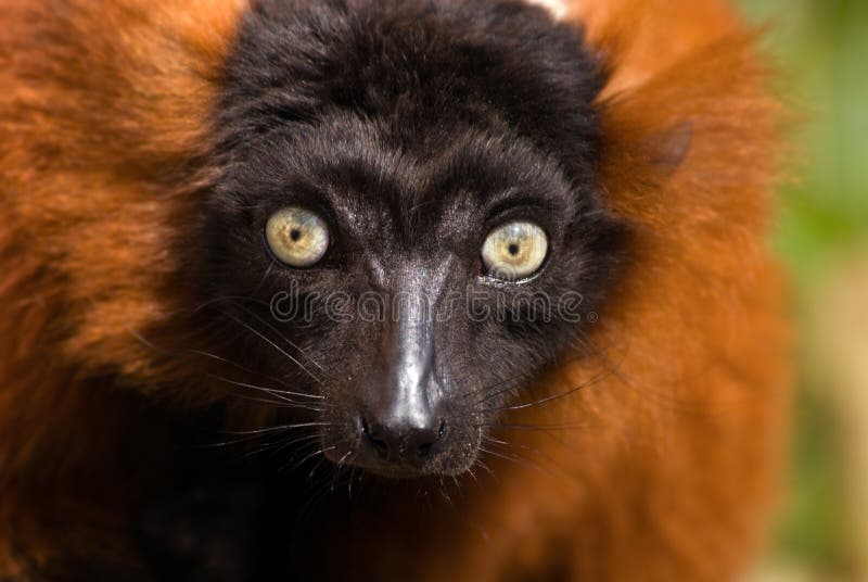 Red ruffed lemur stock image. Image of close, lemur, look - 6330929